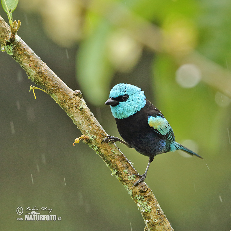 Blue-necked Tanager Photos, Blue-necked Tanager Images, Nature Wildlife ...