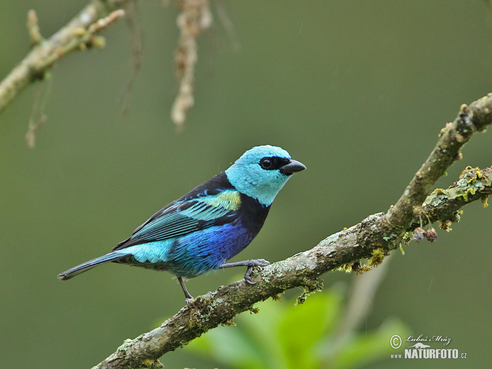 Blue-necked Tanager Photos, Blue-necked Tanager Images, Nature Wildlife ...
