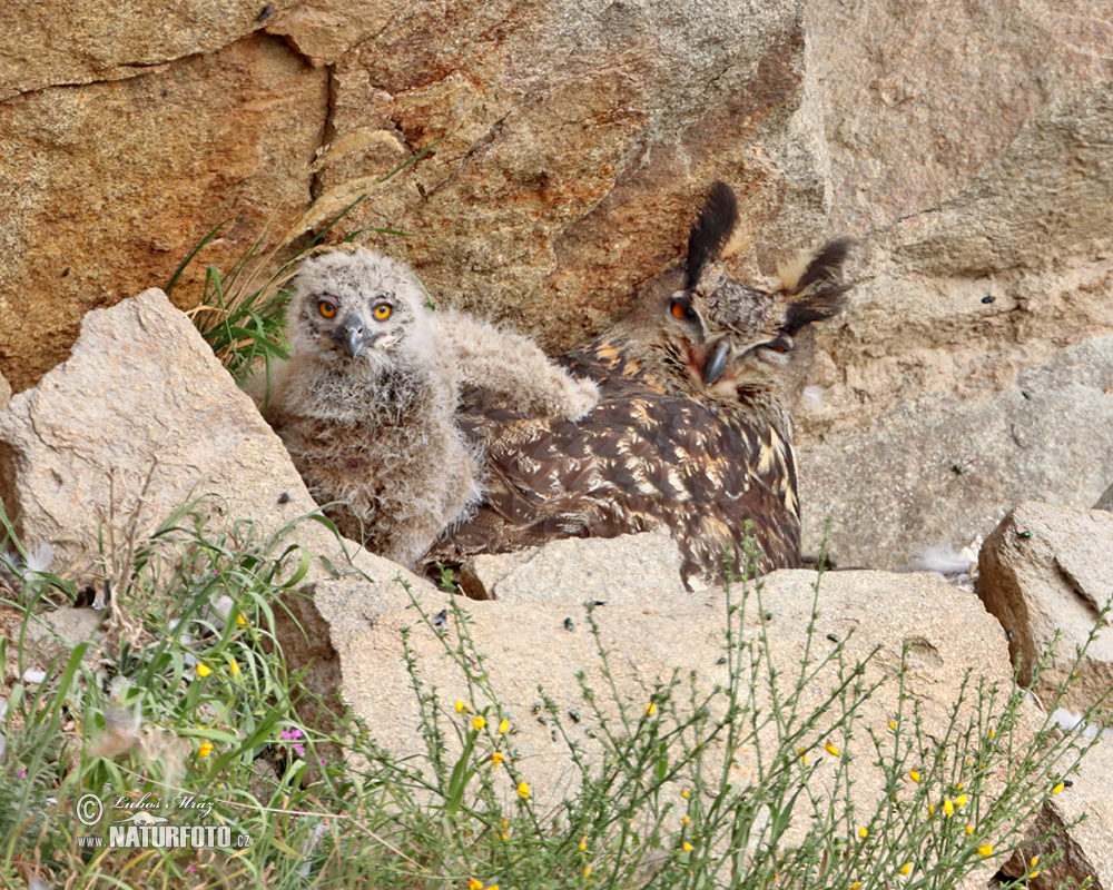 Eagle Owl Photos, Eagle Owl Images, Nature Wildlife Pictures | NaturePhoto