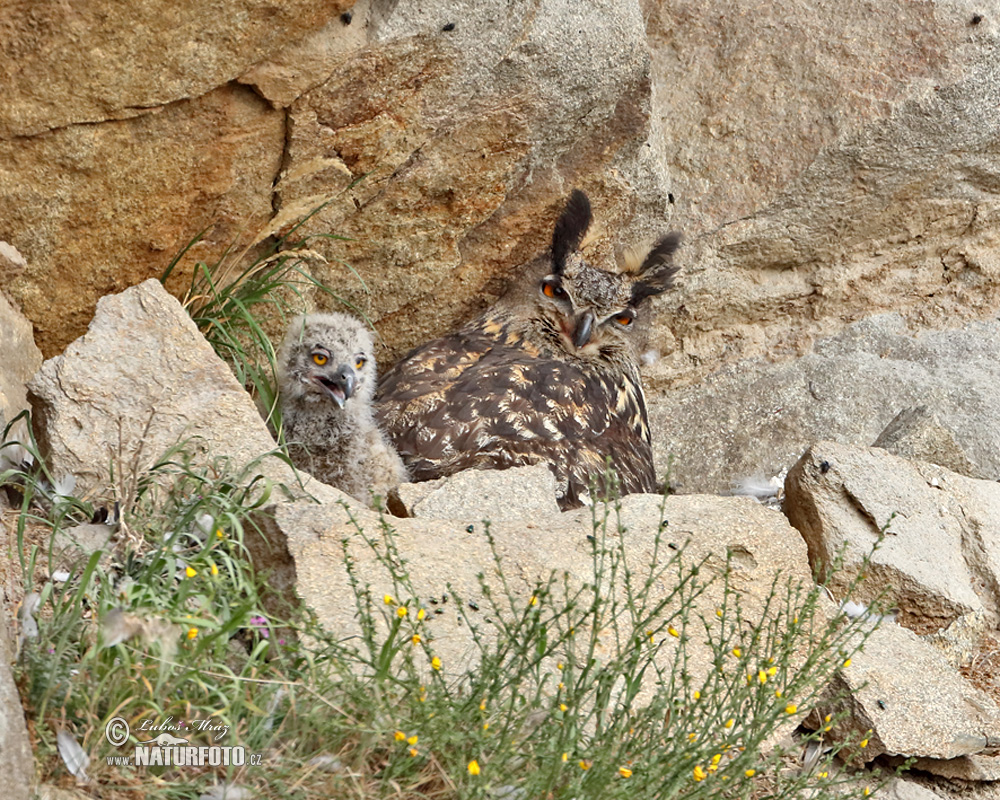 Eagle Owl Photos, Eagle Owl Images, Nature Wildlife Pictures | NaturePhoto