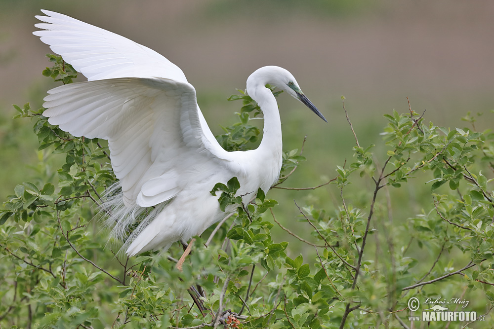 Great White Egret Photos, Great White Egret Images, Nature Wildlife ...