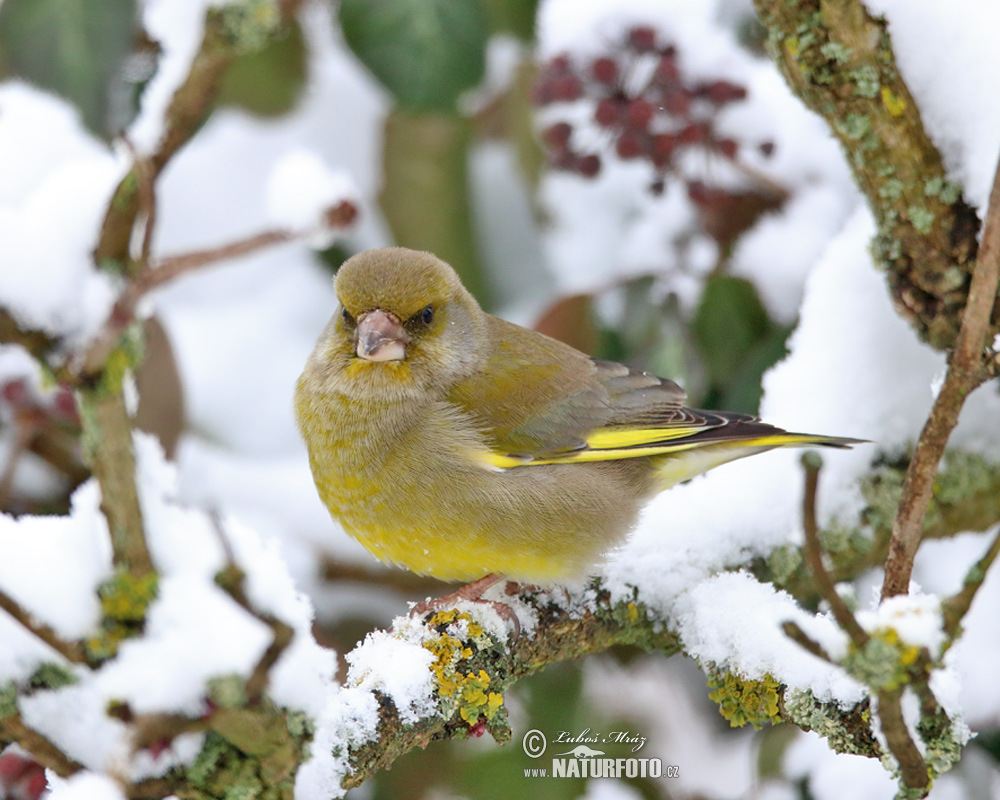 Greenfinch Photos, Greenfinch Images, Nature Wildlife Pictures ...