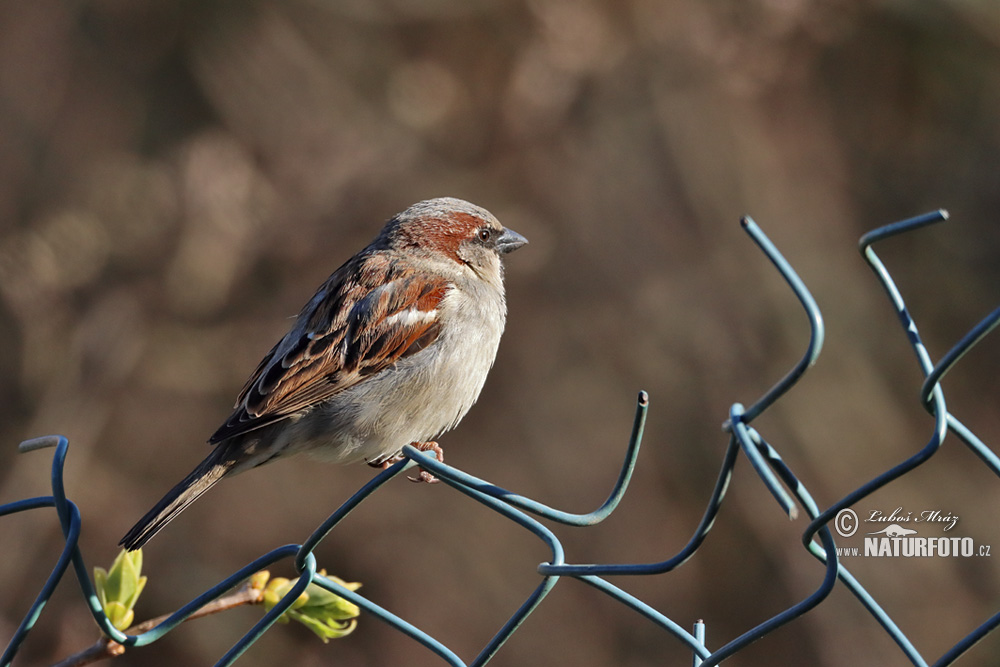 House Sparrow Photos, House Sparrow Images, Nature Wildlife Pictures ...
