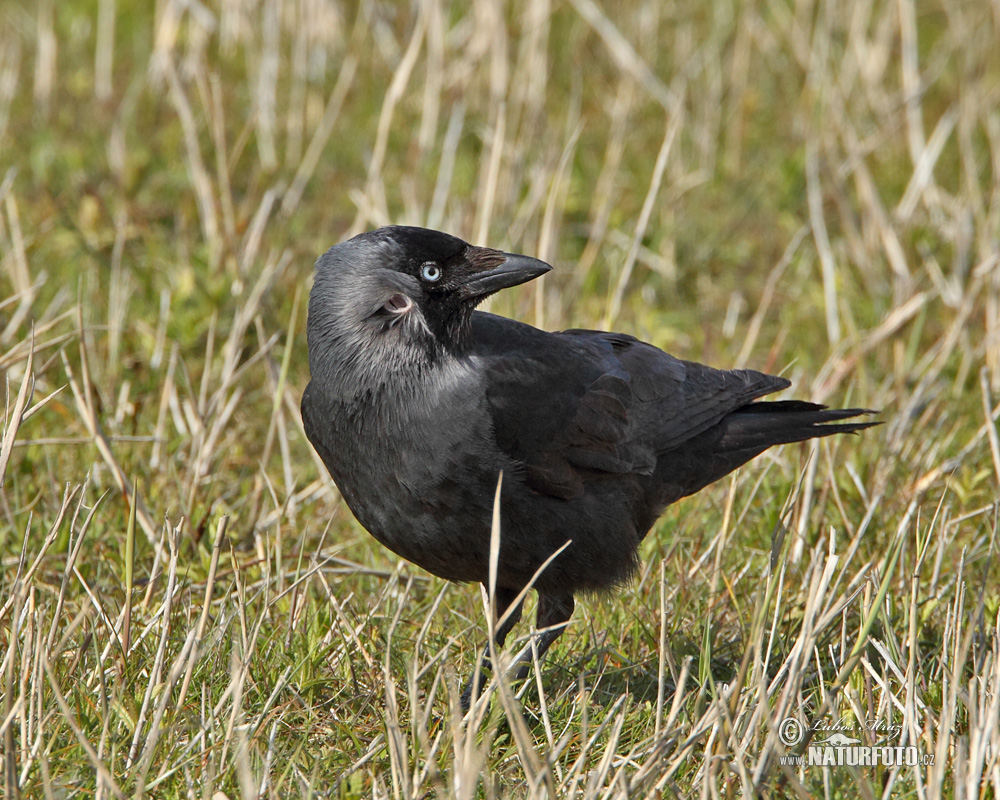 Jackdaw Photos, Jackdaw Images, Nature Wildlife Pictures | NaturePhoto