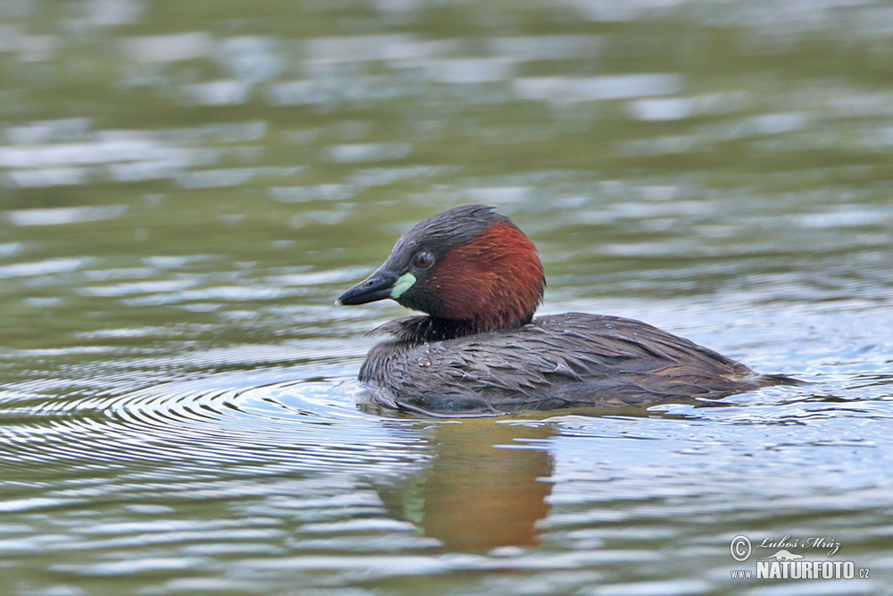 Little Grebe Photos, Little Grebe Images, Nature Wildlife Pictures ...