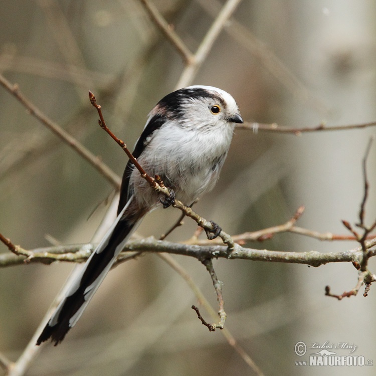 Long-tailed Tit Photos, Long-tailed Tit Images, Nature Wildlife ...