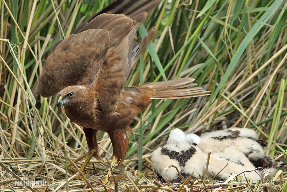 Marsh Harrier Photos, Marsh Harrier Images, Nature Wildlife Pictures ...