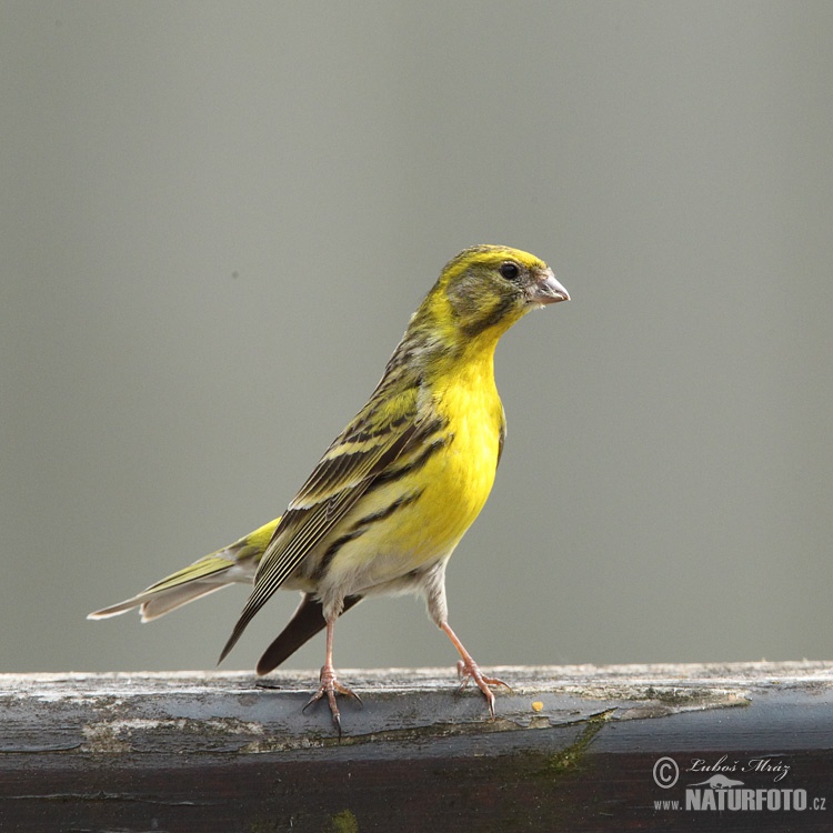Serin Photos, Serin Images, Nature Wildlife Pictures | NaturePhoto