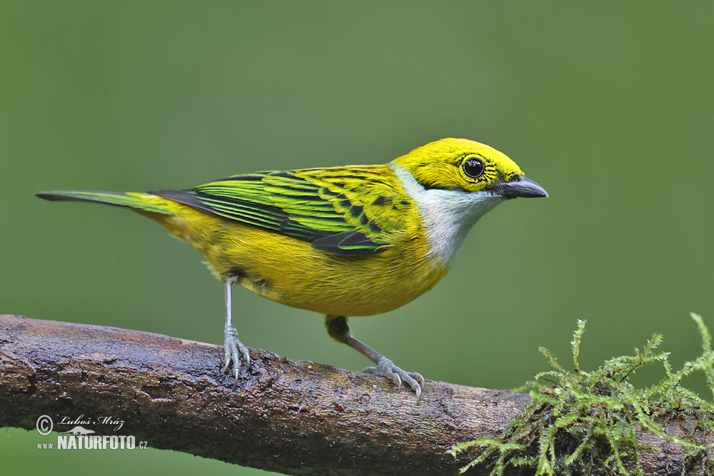 Silver-throated Tanager Photos, Silver-throated Tanager Images, Nature ...