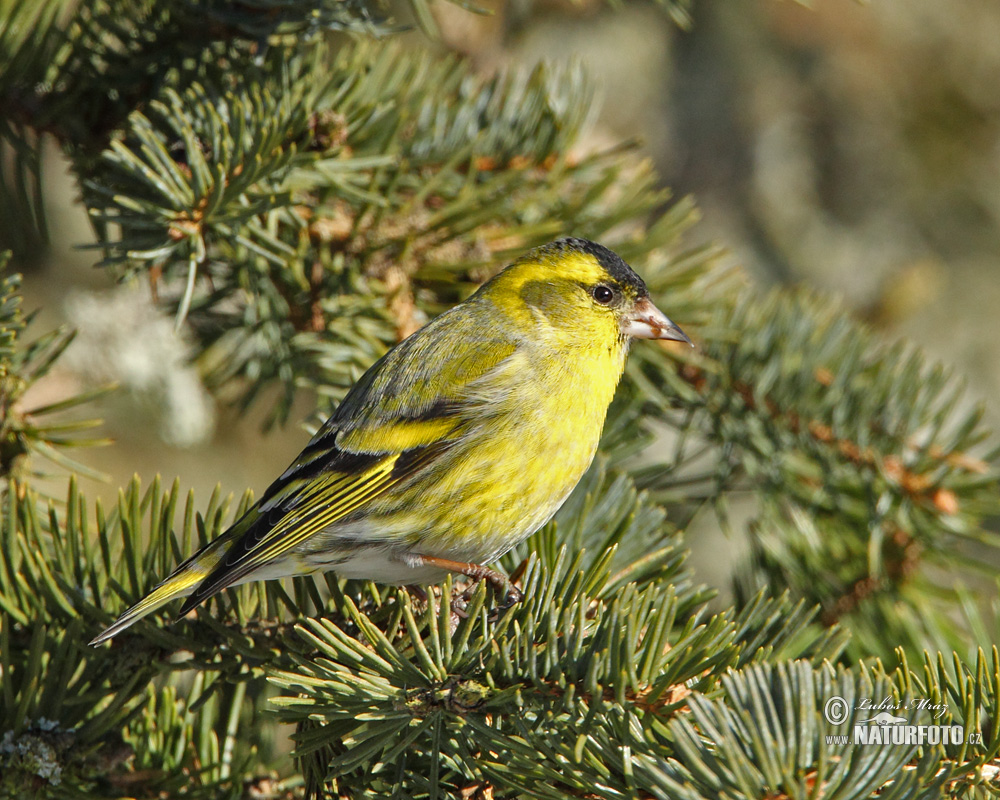 Siskin Photos, Siskin Images, Nature Wildlife Pictures | NaturePhoto