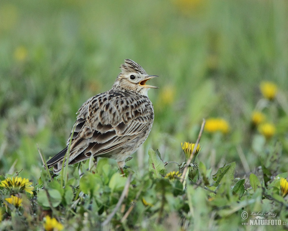 Skylark Photos, Skylark Images, Nature Wildlife Pictures | NaturePhoto
