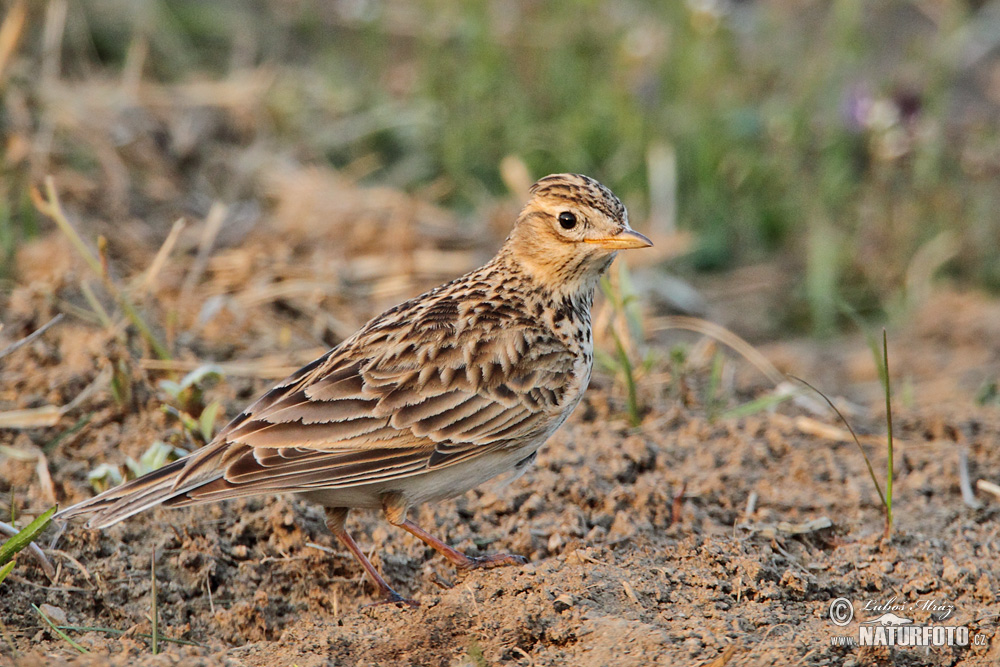 Skylark Photos, Skylark Images, Nature Wildlife Pictures | NaturePhoto