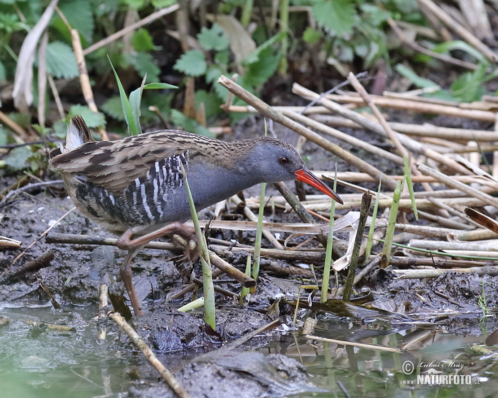 Water Rail Photos, Water Rail Images, Nature Wildlife Pictures ...