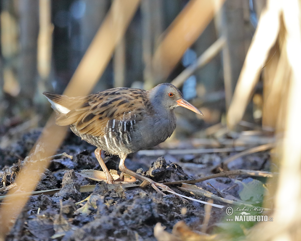 Water Rail Photos, Water Rail Images, Nature Wildlife Pictures ...