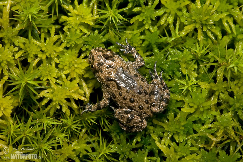 Yellow-Bellied Toad Photos, Yellow-Bellied Toad Images, Nature Wildlife ...