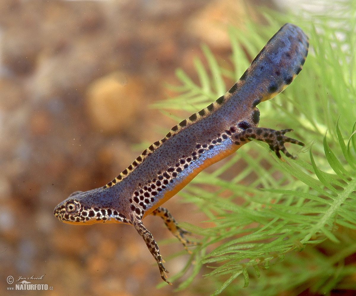 Alpine Newt Photos, Alpine Newt Images, Nature Wildlife Pictures ...