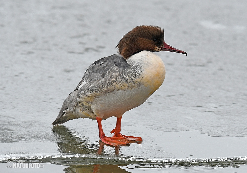 Goosander Photos, Goosander Images, Nature Wildlife Pictures | NaturePhoto