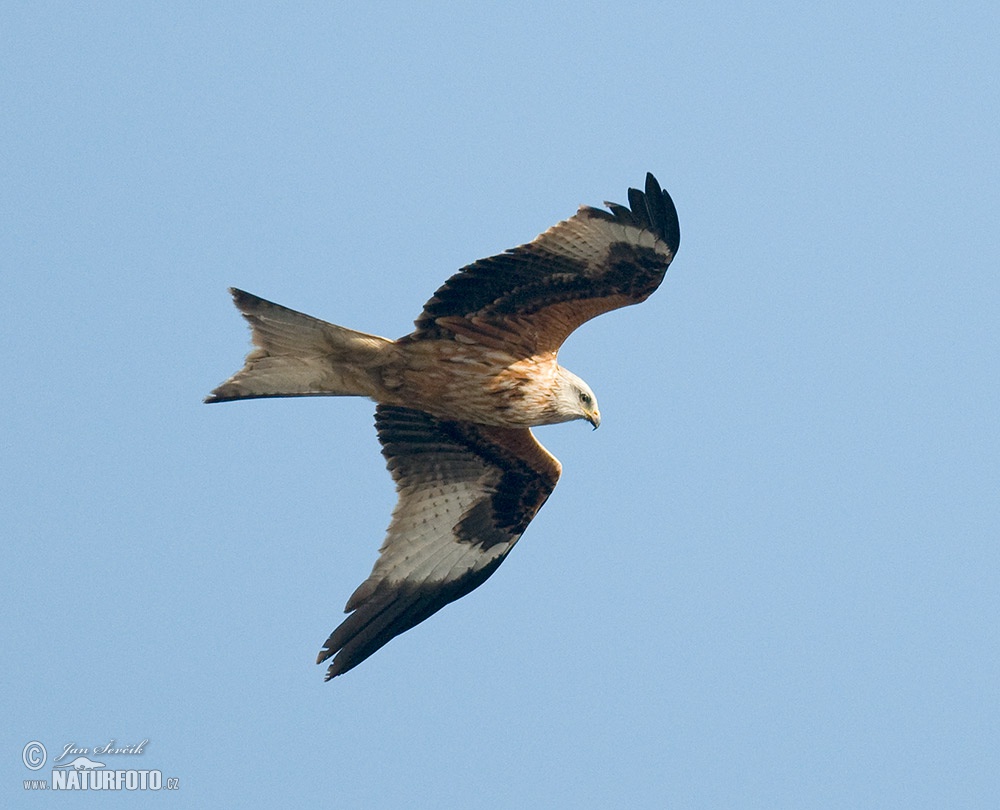 Red Kite Photos, Red Kite Images, Nature Wildlife Pictures | NaturePhoto