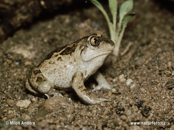 Pelobates fuscus Pictures, Common Spadefoot Images, Nature Wildlife ...