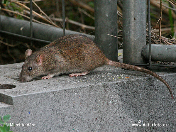 Rattus rattus Pictures, Black rat Images, Nature Wildlife Photos ...