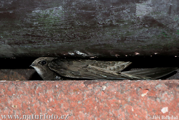 Apus apus Pictures, Common Swift Images, Nature Wildlife Photos ...