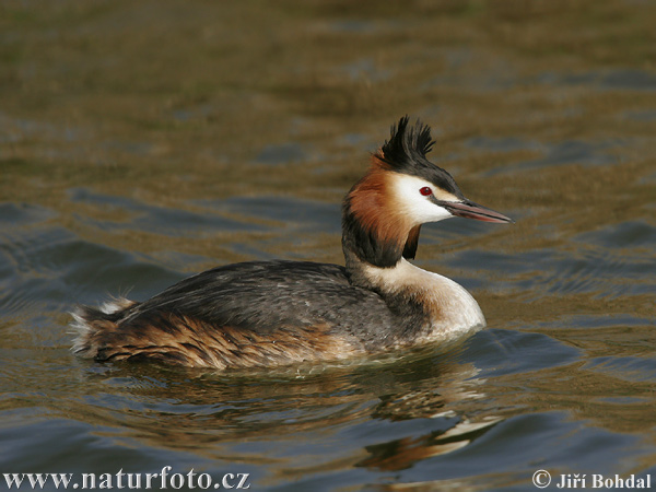 Ausuotasis kragas Nuotraukos, Paveikslėliai