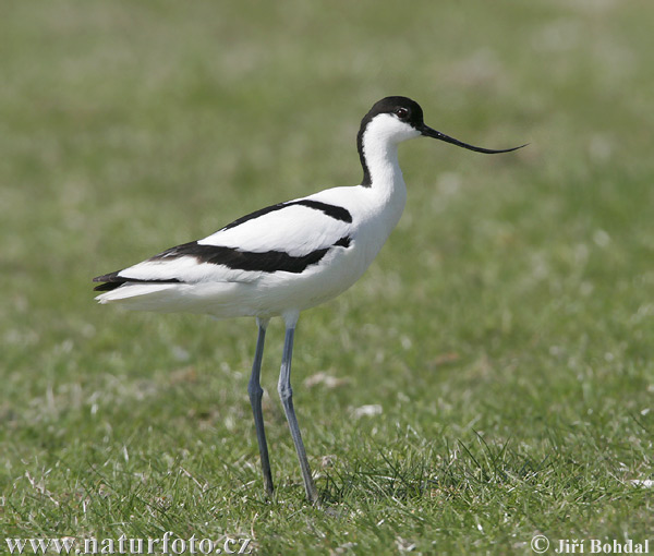 Avocette élégante Photographie