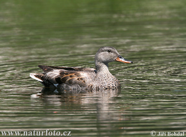 Canard chipeau Photographie