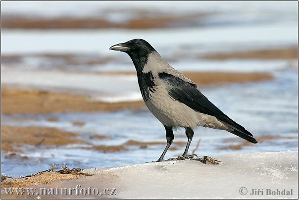 Corvus corone cornix Pictures, Hooded Crow Images, Nature Wildlife ...