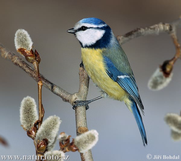 Cyanistes caeruleus Pictures, Blue Tit Images, Nature Wildlife Photos ...