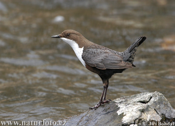 Dipper Photos, Dipper Images, Nature Wildlife Pictures | NaturePhoto