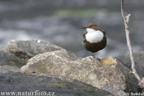 Dipper Photos, Dipper Images, Nature Wildlife Pictures | NaturePhoto