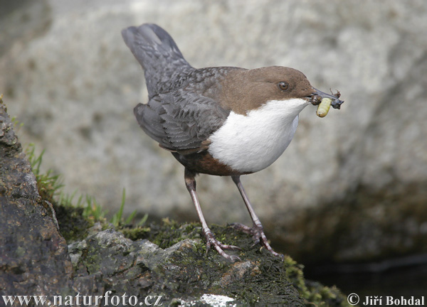 Dipper Photos, Dipper Images, Nature Wildlife Pictures | NaturePhoto