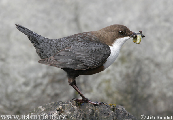 Dipper Photos, Dipper Images, Nature Wildlife Pictures | NaturePhoto