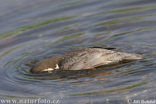Dipper Photos, Dipper Images, Nature Wildlife Pictures | NaturePhoto