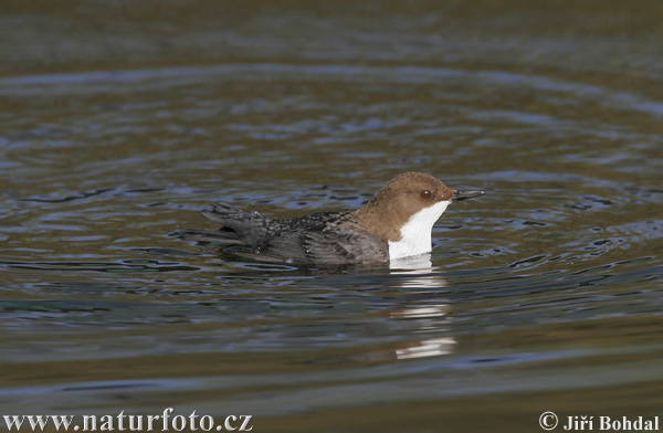 Dipper Photos, Dipper Images, Nature Wildlife Pictures | NaturePhoto