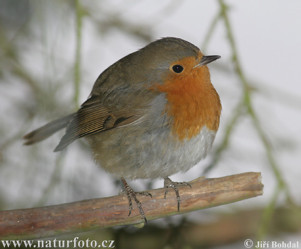 Erithacus rubecula Pictures, Robin Images, Nature Wildlife Photos ...