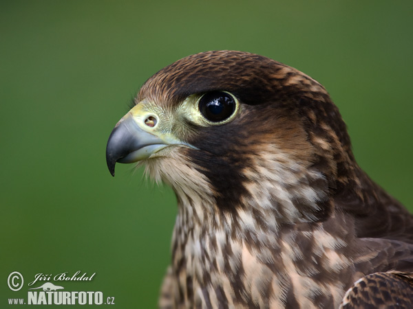 Falco peregrinus Pictures, Peregrine Images, Nature Wildlife Photos ...