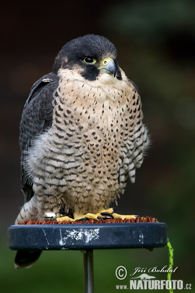 Falco peregrinus Pictures, Peregrine Images, Nature Wildlife Photos ...