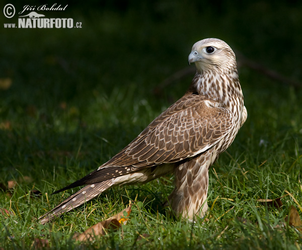 Falco sacro Foto, immagini