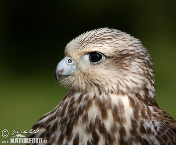 Faucon sacre Photographie