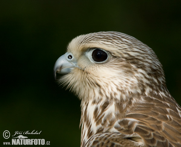 Faucon sacre Photographie