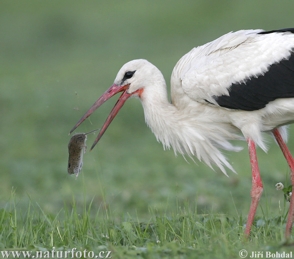 Fehér gólya Fotók, Képek