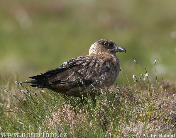 Grand Labbe Photographie