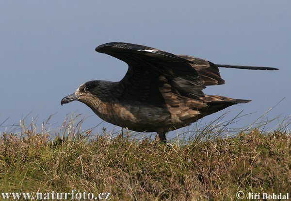 Grand Labbe Photographie