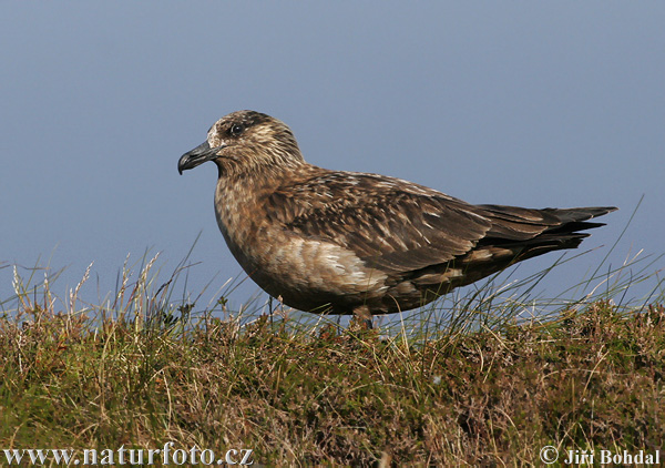 Grand Labbe Photographie