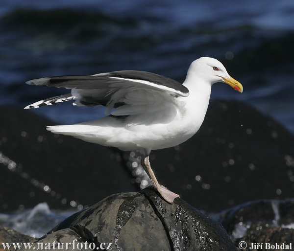Great Blackback Photos, Great Blackback Images, Nature Wildlife ...
