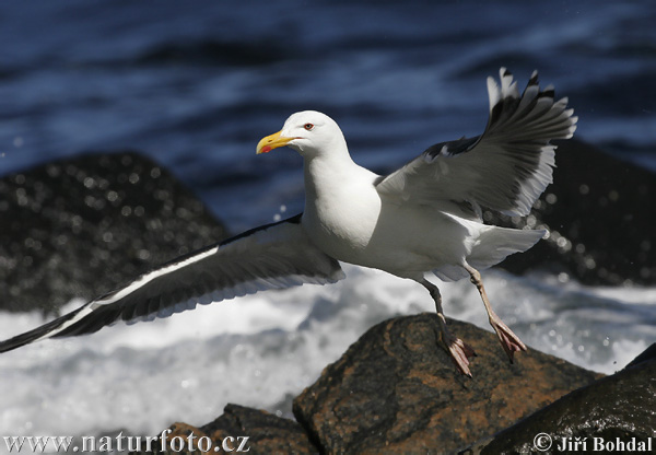 Great Blackback Photos, Great Blackback Images, Nature Wildlife ...
