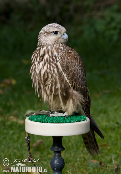 Halcón sacre Fotos, Fotografía