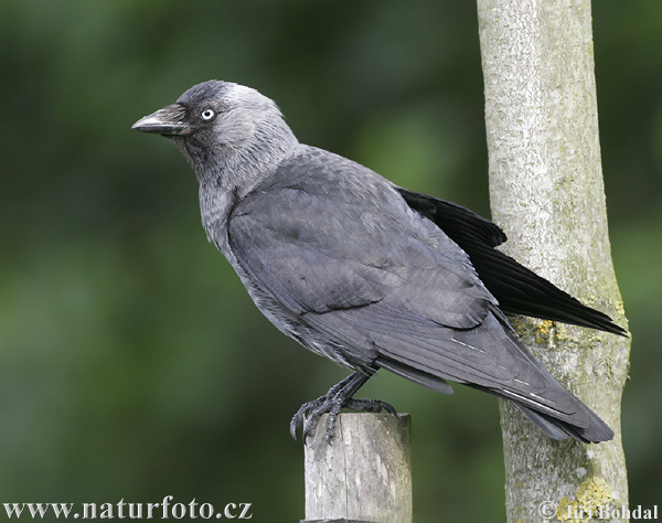 Jackdaw Photos, Jackdaw Images | NaturePhoto-CZ